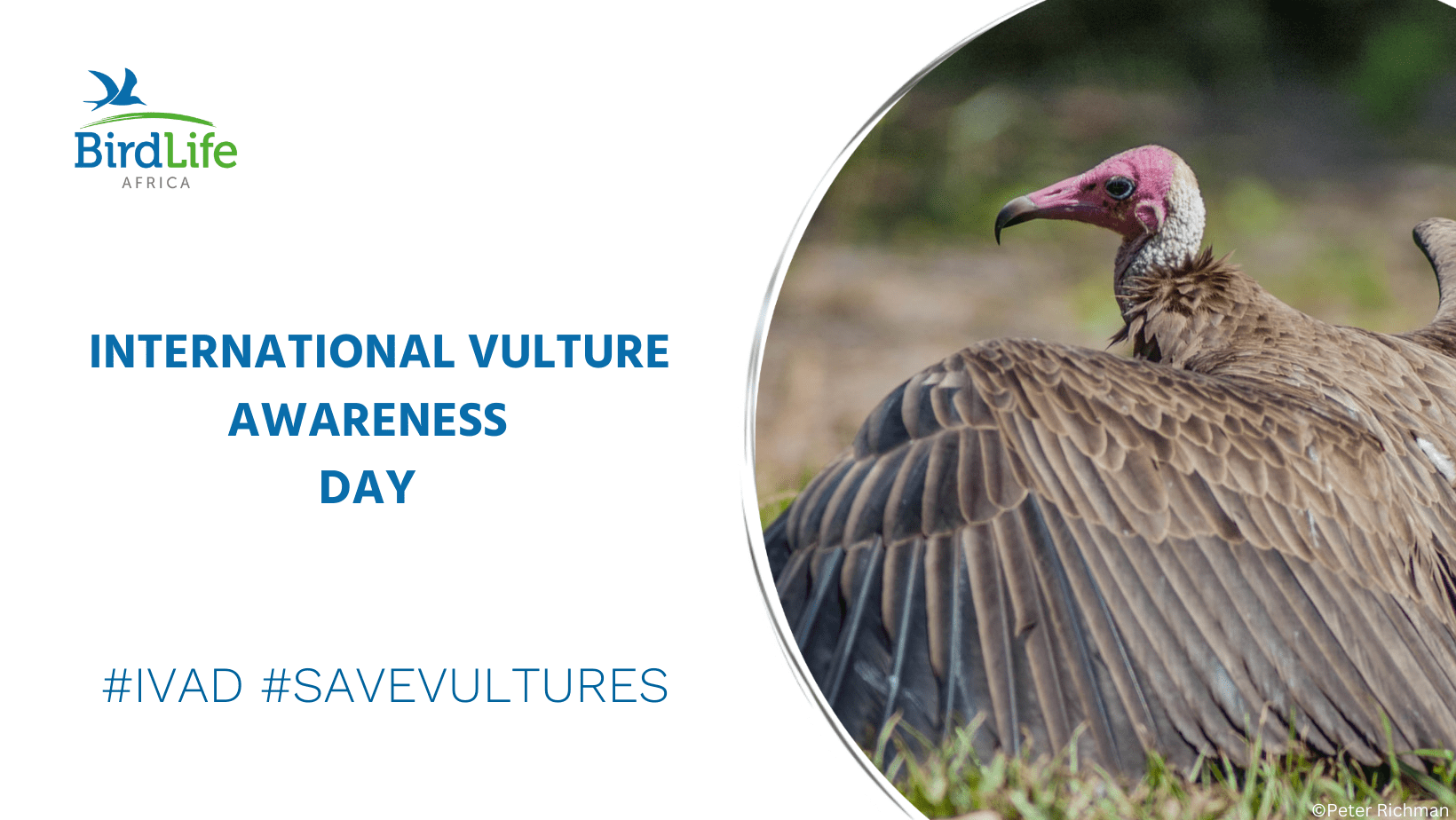 Birdlife International's IVAD Campaign 2023